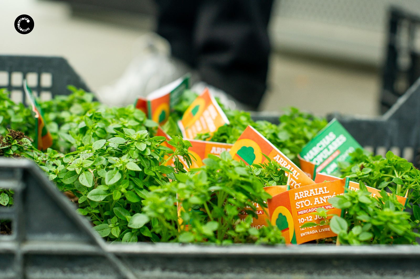 A tradição do manjerico | CASCAIS JOVEM